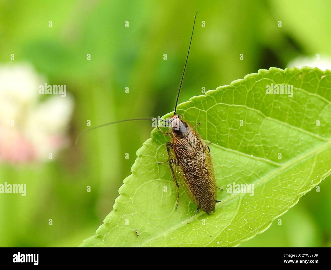 Dusky Cockroach (Ectobius lapponicus Stock Photo - Alamy