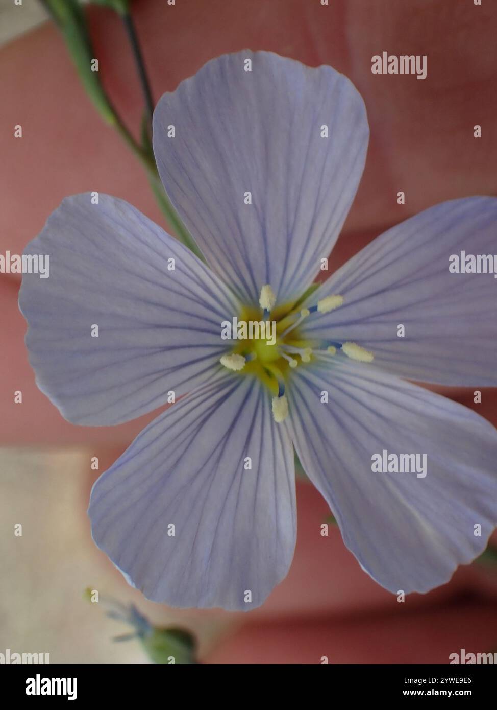 Lewis flax (Linum lewisii Stock Photo - Alamy