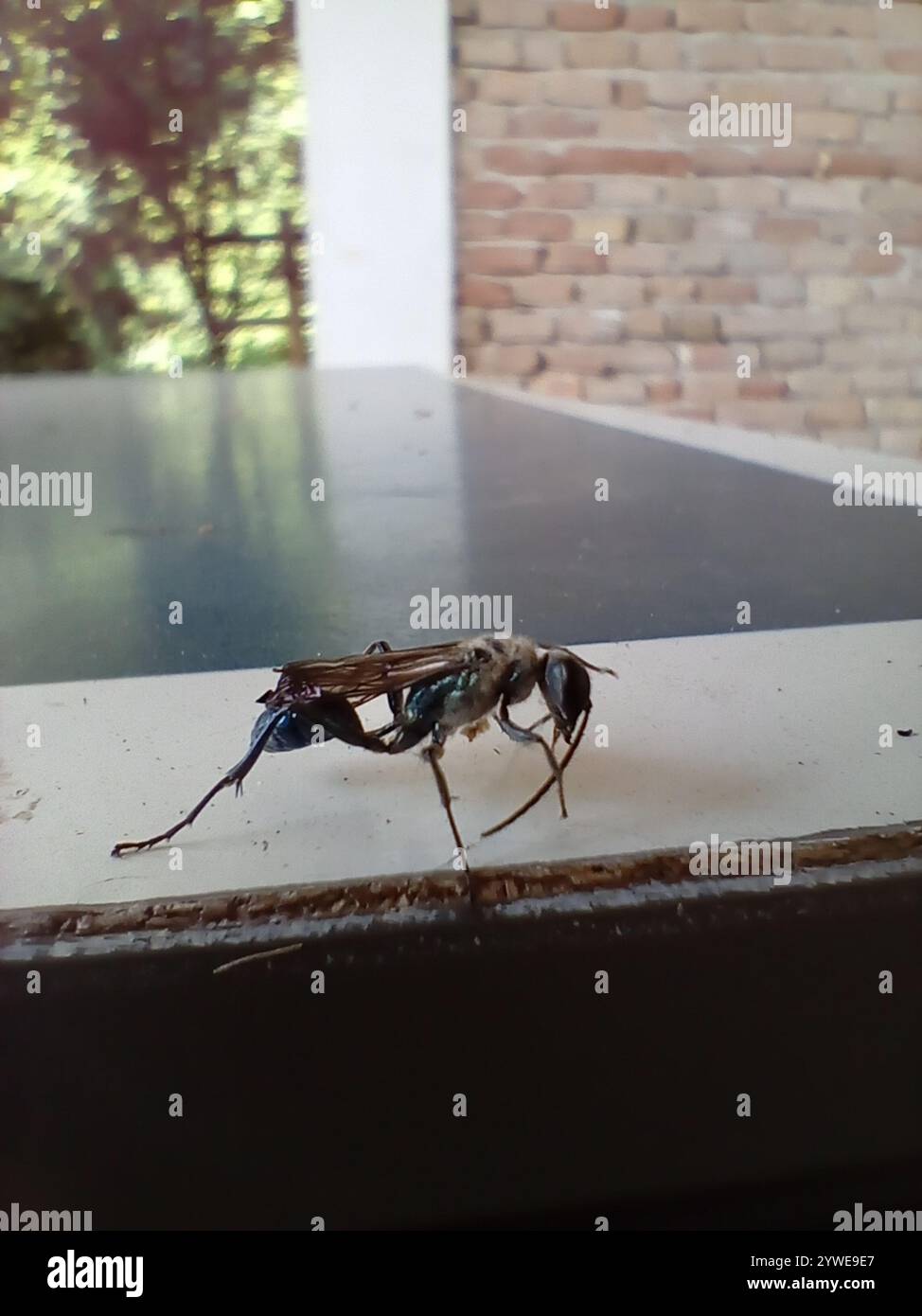 Blue Mud-dauber Wasps (Chalybion Stock Photo - Alamy