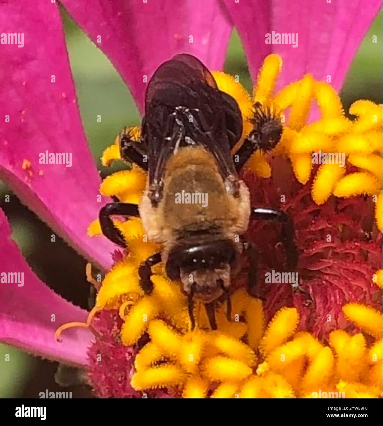 Hibiscus Turret Bee (Ptilothrix bombiformis Stock Photo - Alamy