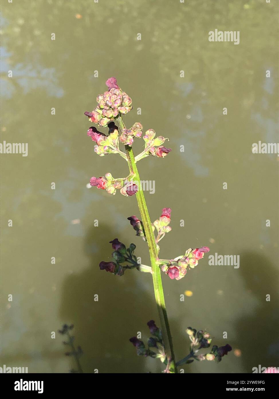 Water Figwort (Scrophularia auriculata Stock Photo - Alamy