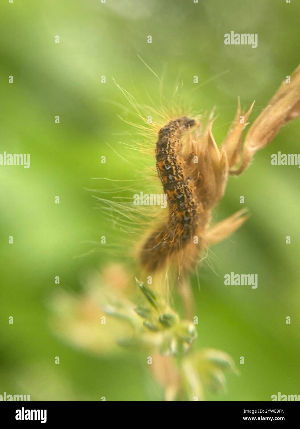 Western Tent Caterpillar Moth (Malacosoma californica Stock Photo - Alamy