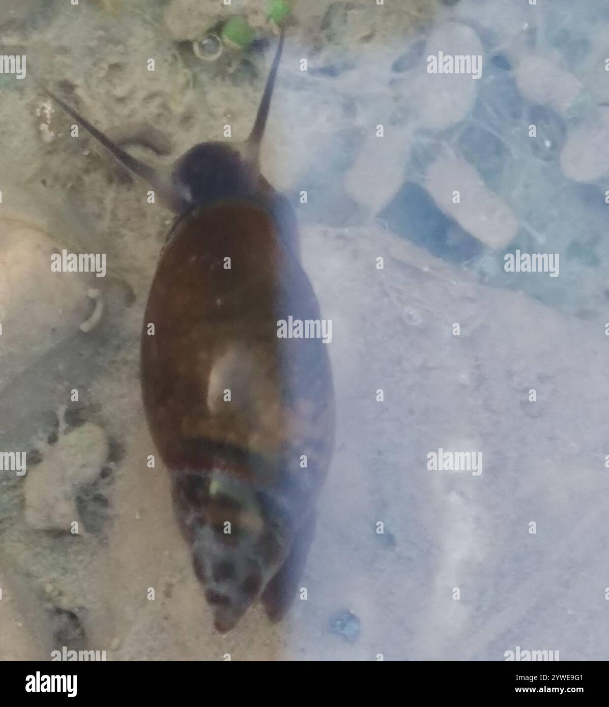 Bladder Snails (Physidae Stock Photo - Alamy