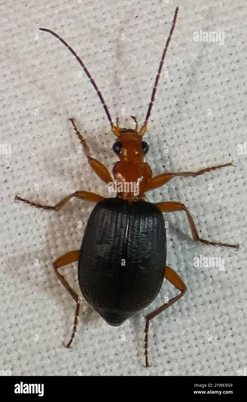 Bombardier Beetles (Brachinus Stock Photo - Alamy