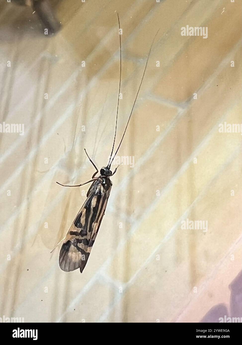 Zebra Caddisfly (Macrostemum zebratum Stock Photo - Alamy