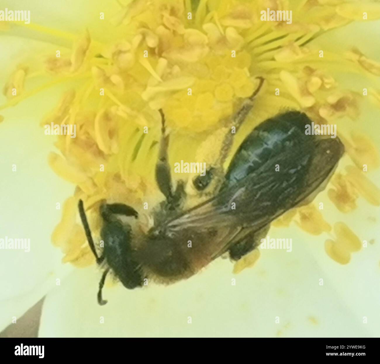 Mining Bees (Andrena Stock Photo - Alamy