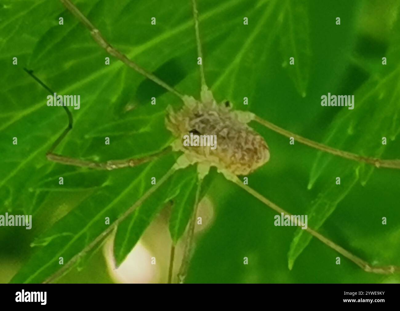 Spring Harvestman (Rilaena triangularis Stock Photo - Alamy