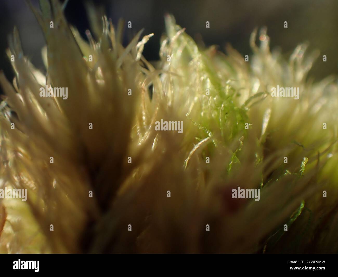 Bog Broom Moss (Dicranum undulatum Stock Photo - Alamy