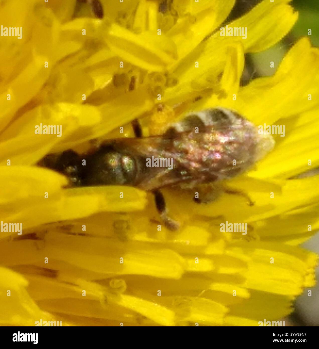 Confusing Furrow Bee (Halictus confusus Stock Photo - Alamy