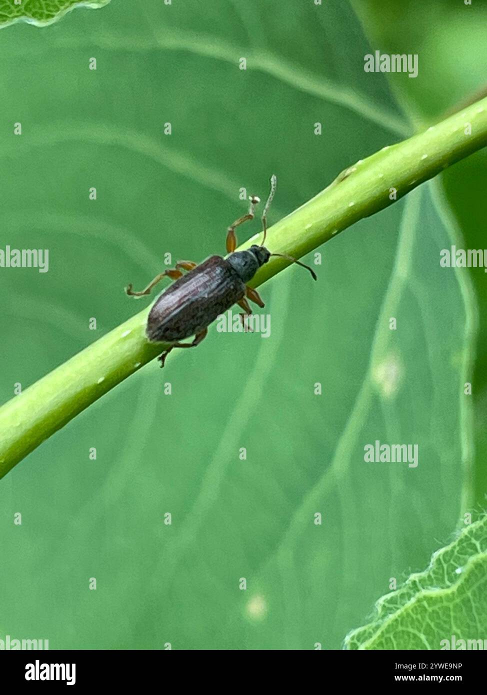 Brown Leaf Weevil (Phyllobius oblongus Stock Photo - Alamy