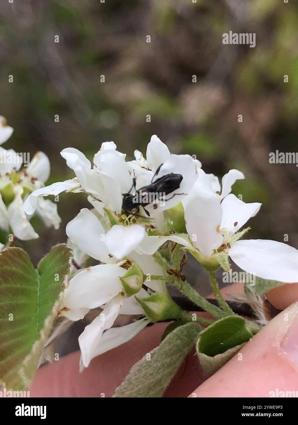 Bimaculate Longhorn Beetle (Molorchus bimaculatus Stock Photo - Alamy