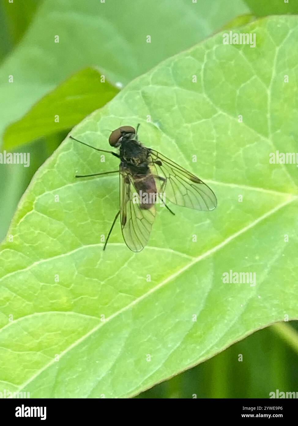 Black Snipefly (Chrysopilus cristatus Stock Photo - Alamy