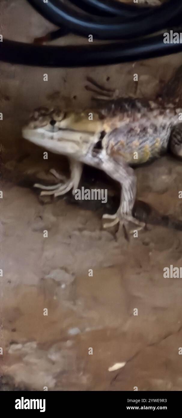 Spiny Lizards (Sceloporus Stock Photo - Alamy