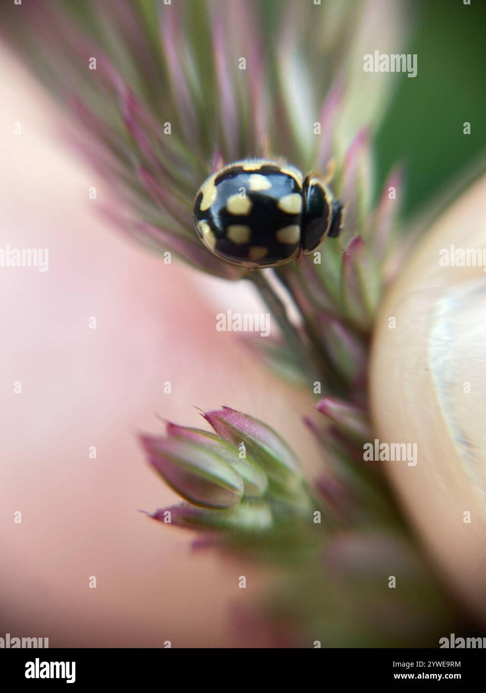 Fourteen-spotted Lady Beetle (Propylea quatuordecimpunctata Stock Photo ...