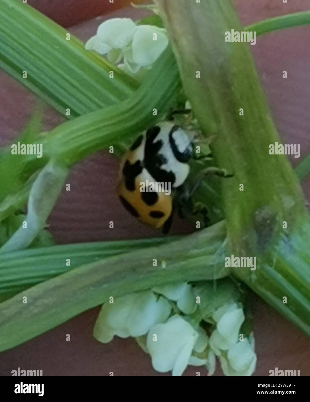 Notated Lady Beetle (Ceratomegilla notata Stock Photo - Alamy