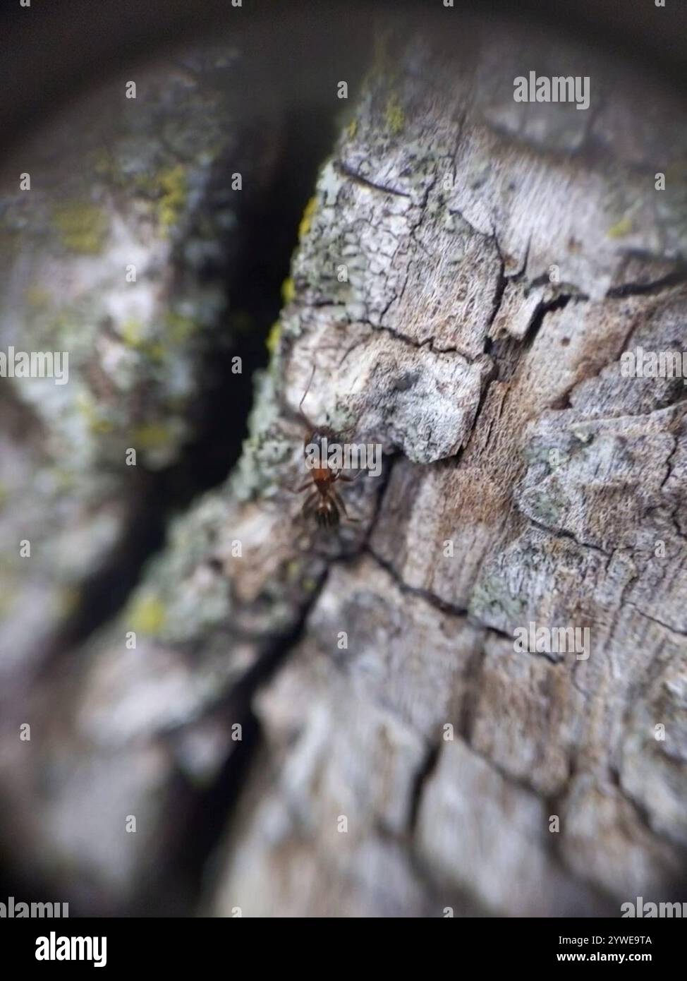 Nearctic Carpenter Ant (Camponotus nearcticus Stock Photo - Alamy