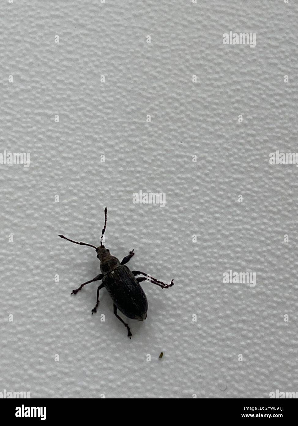 Common Leaf Weevil (Phyllobius pyri Stock Photo - Alamy