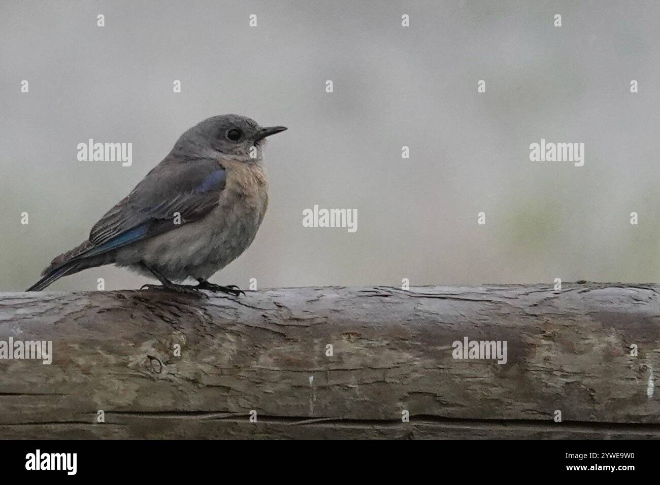 Western Bluebird (Sialia mexicana Stock Photo - Alamy