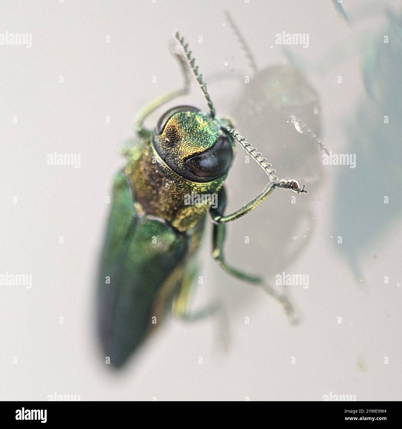Emerald Ash Borer (Agrilus planipennis Stock Photo - Alamy