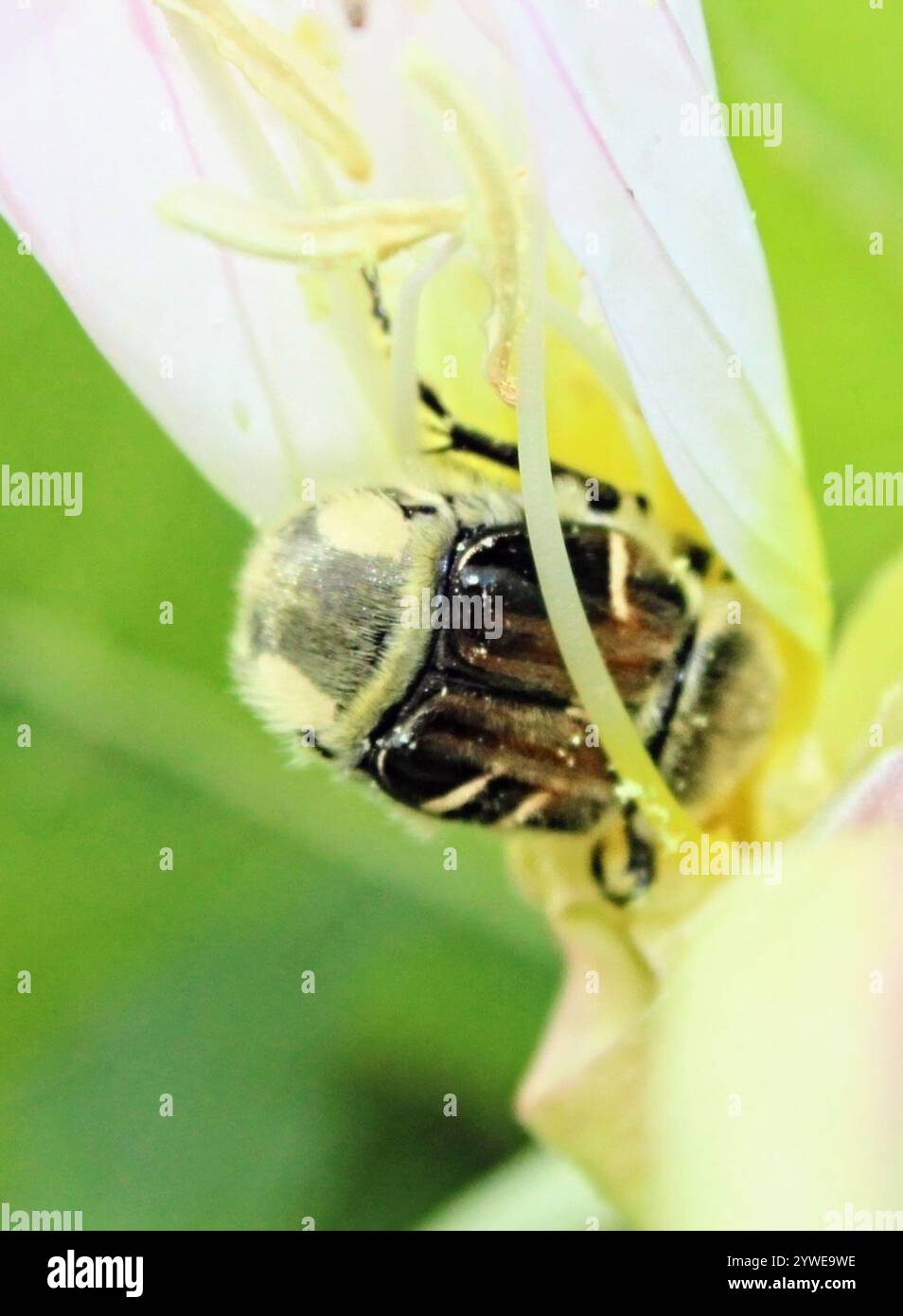 Bee-like Flower Scarabs (Trichiotinus Stock Photo - Alamy
