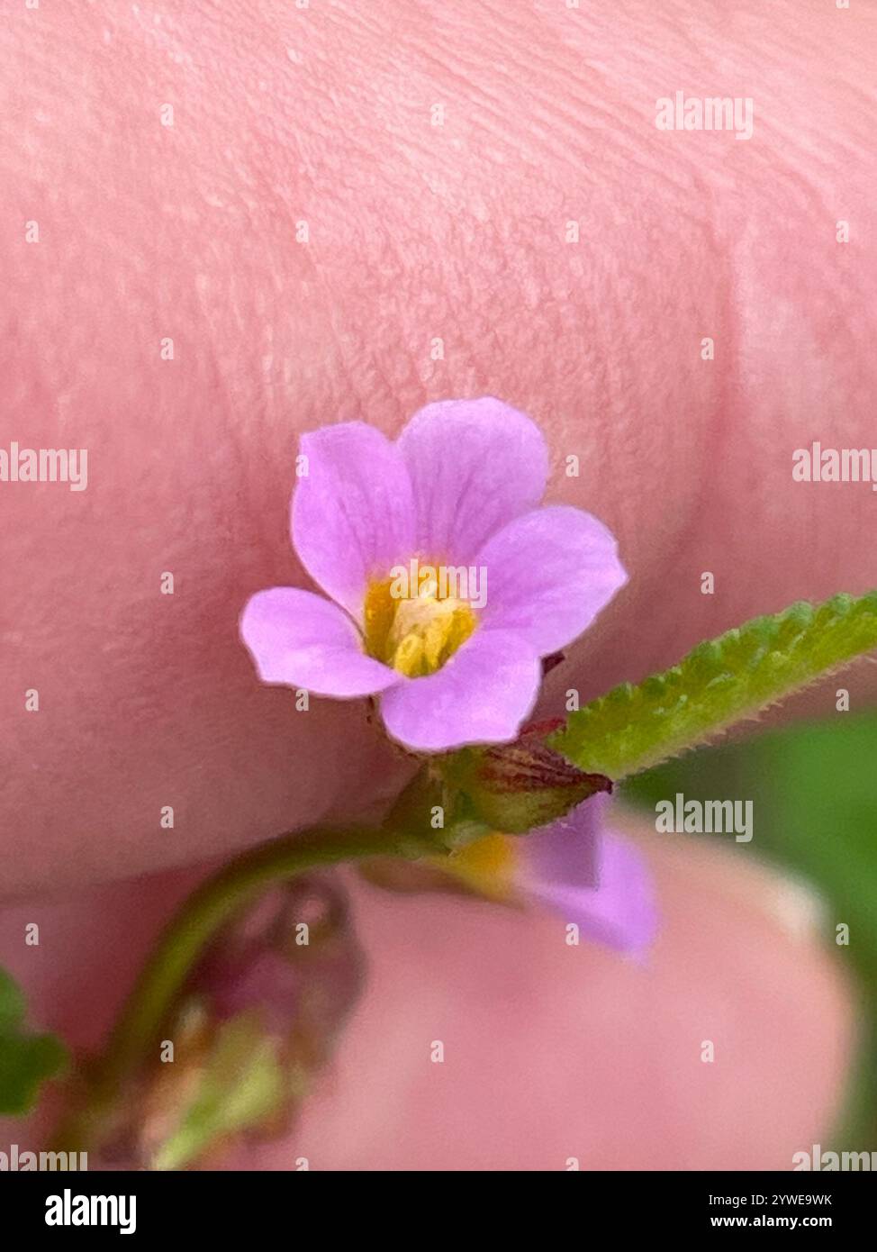 Pyramid Flower (Melochia pyramidata Stock Photo - Alamy