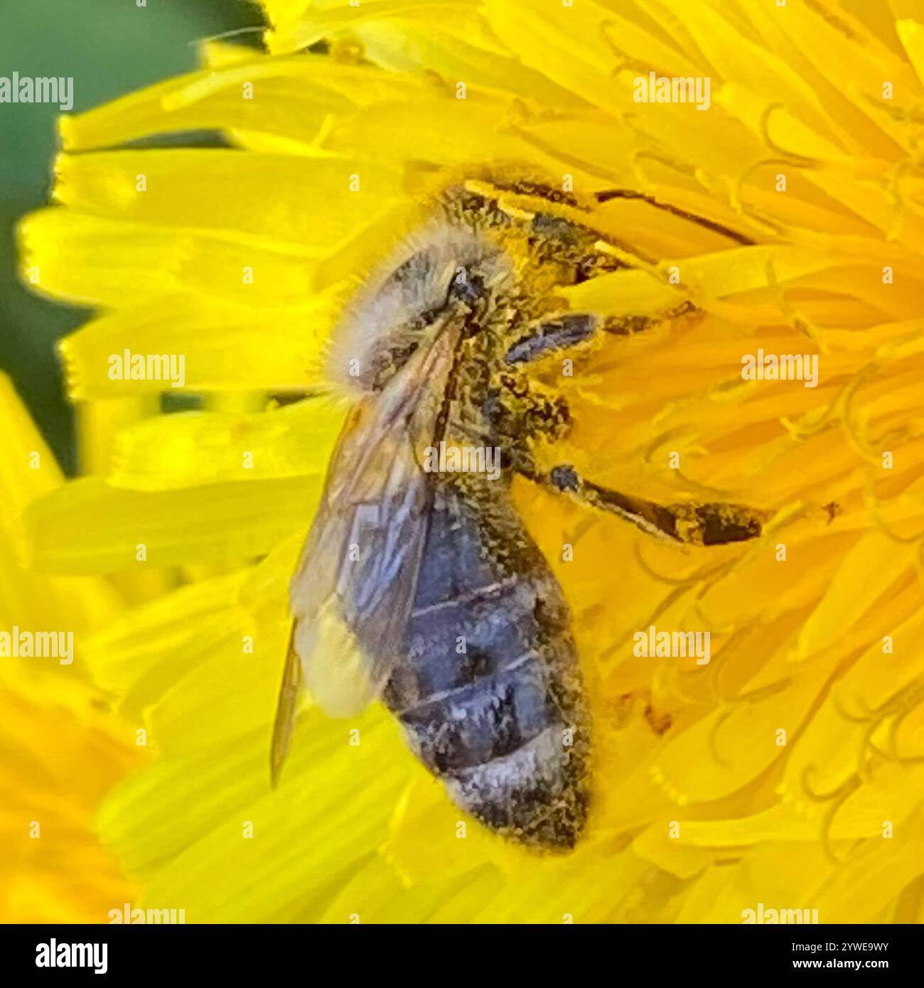 Western Honey Bee (Apis mellifera Stock Photo - Alamy