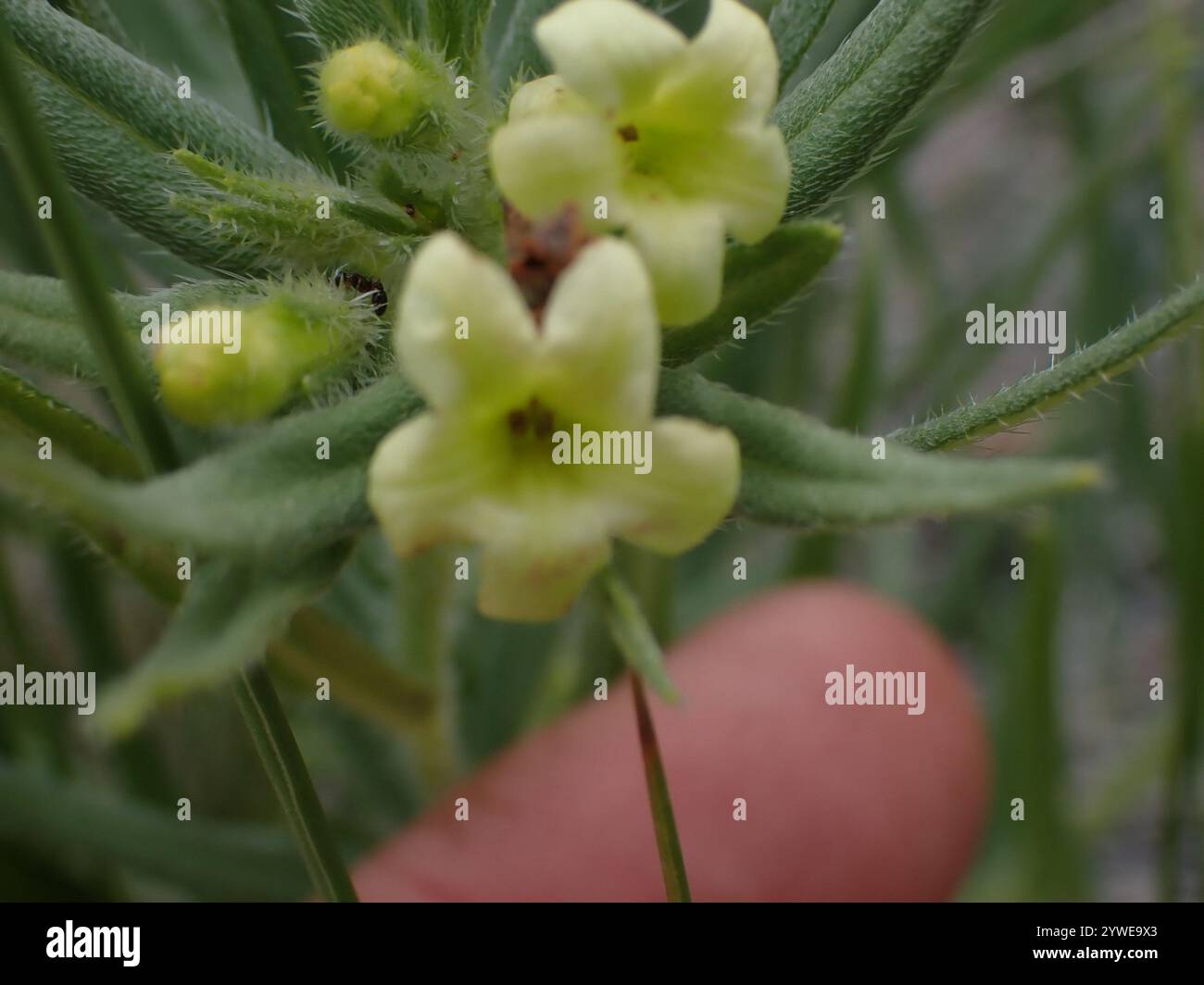 western stoneseed (Lithospermum ruderale Stock Photo - Alamy