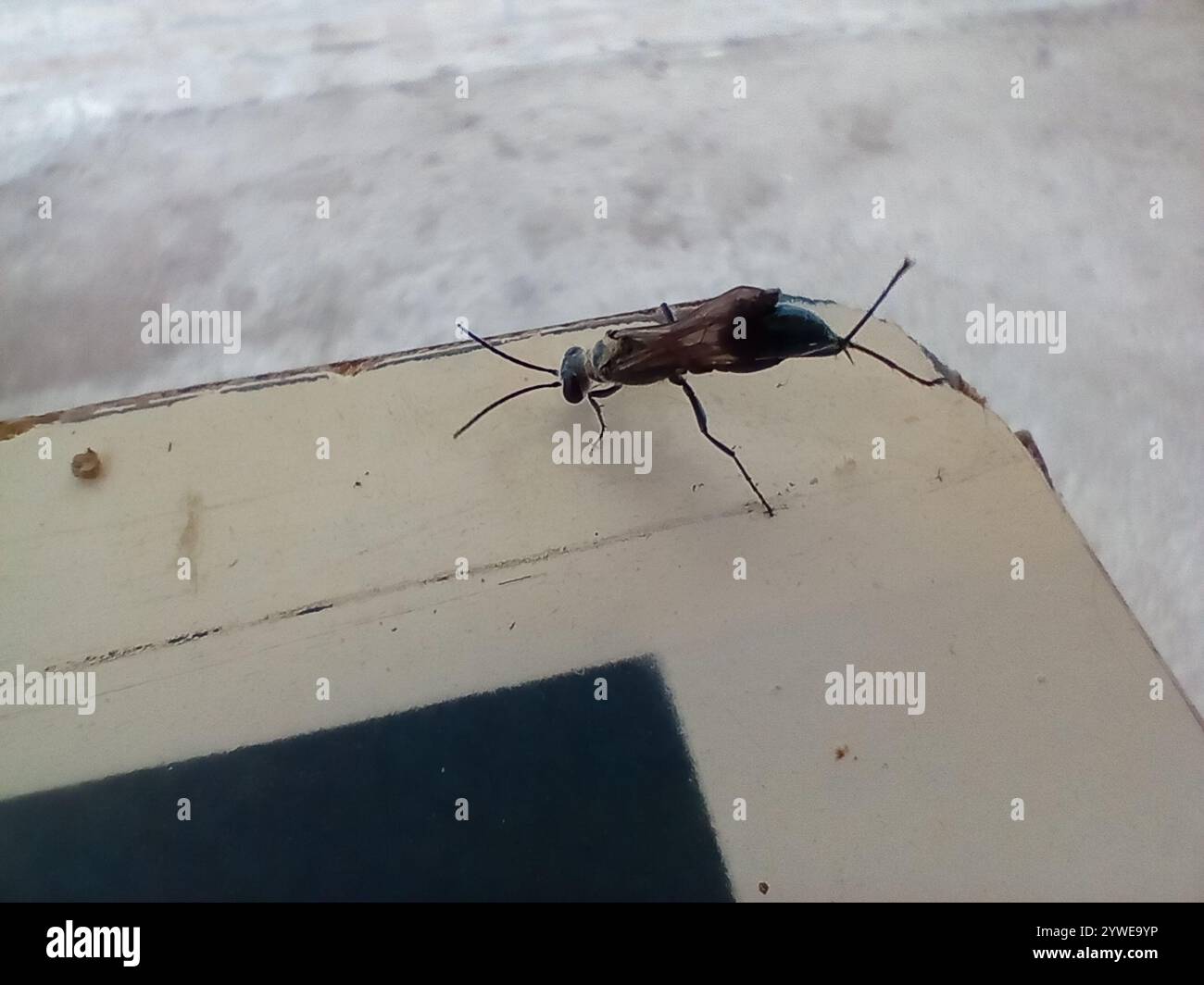 Blue mud dauber wasps hi-res stock photography and images - Alamy