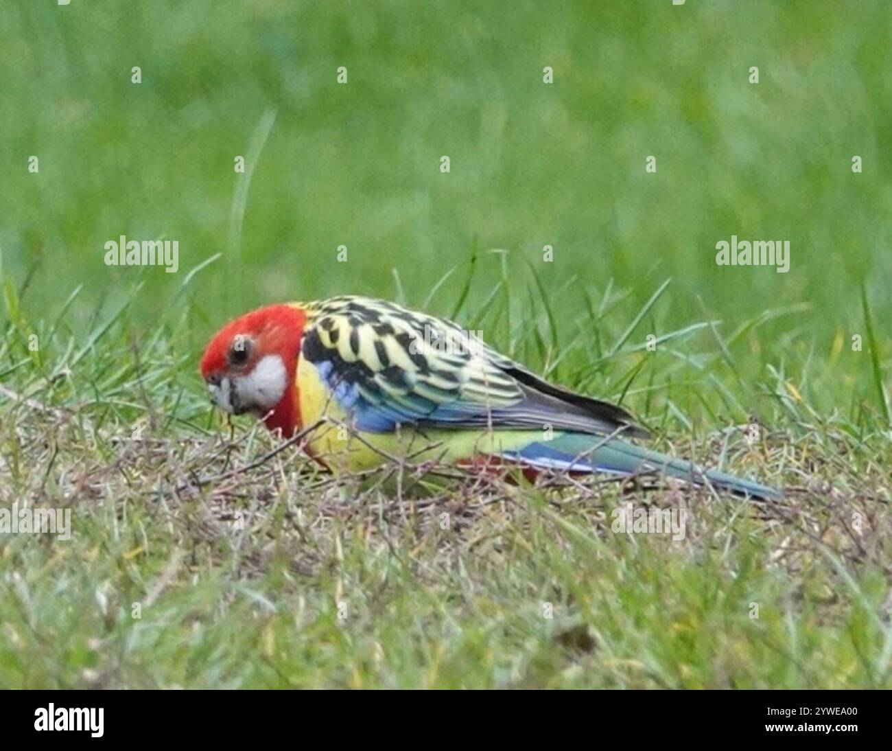 Southeast Eastern Rosella (Platycercus eximius eximius Stock Photo - Alamy