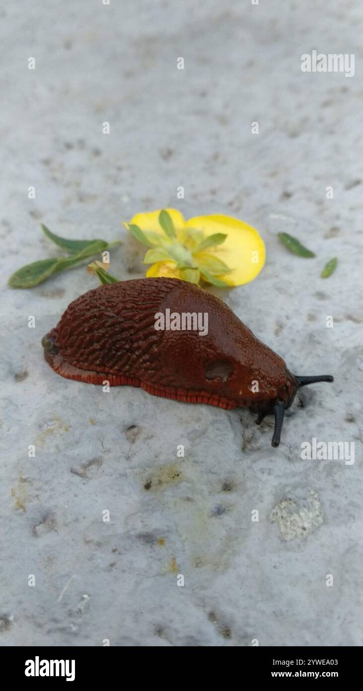 Spanish Slug (Arion vulgaris Stock Photo - Alamy