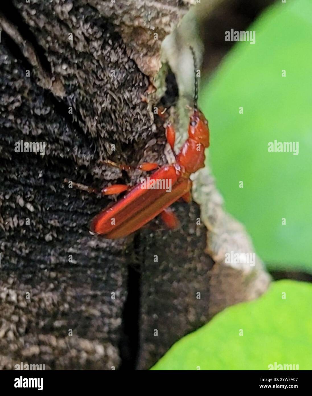 (Cucujus clavipes puniceus Stock Photo - Alamy