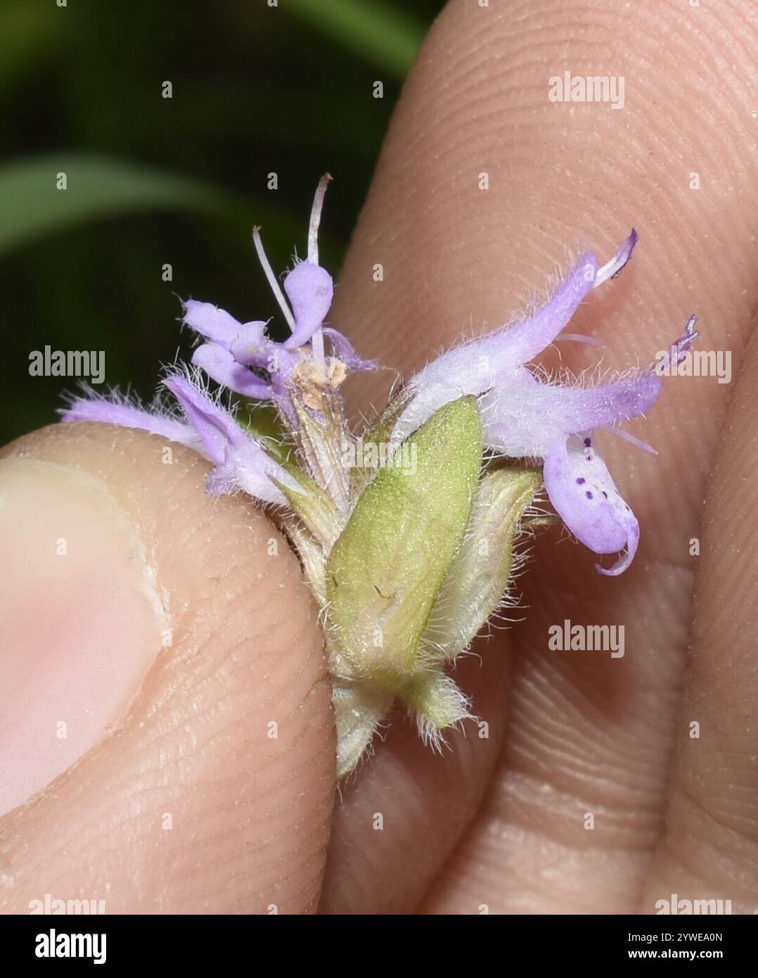 wood mints (Blephilia Stock Photo - Alamy