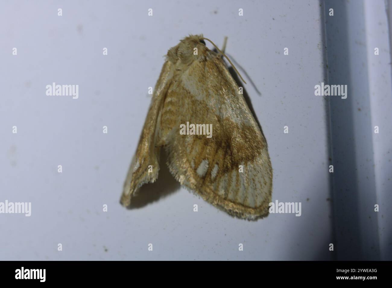 Jeweled Tailed Slug Moth (Packardia geminata Stock Photo - Alamy