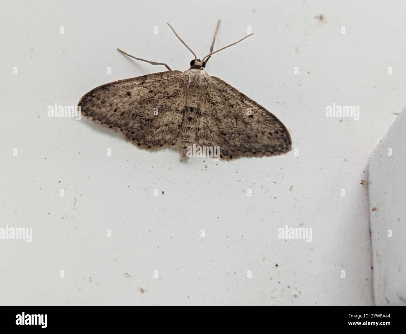 Small Dusty Wave (Idaea seriata Stock Photo - Alamy