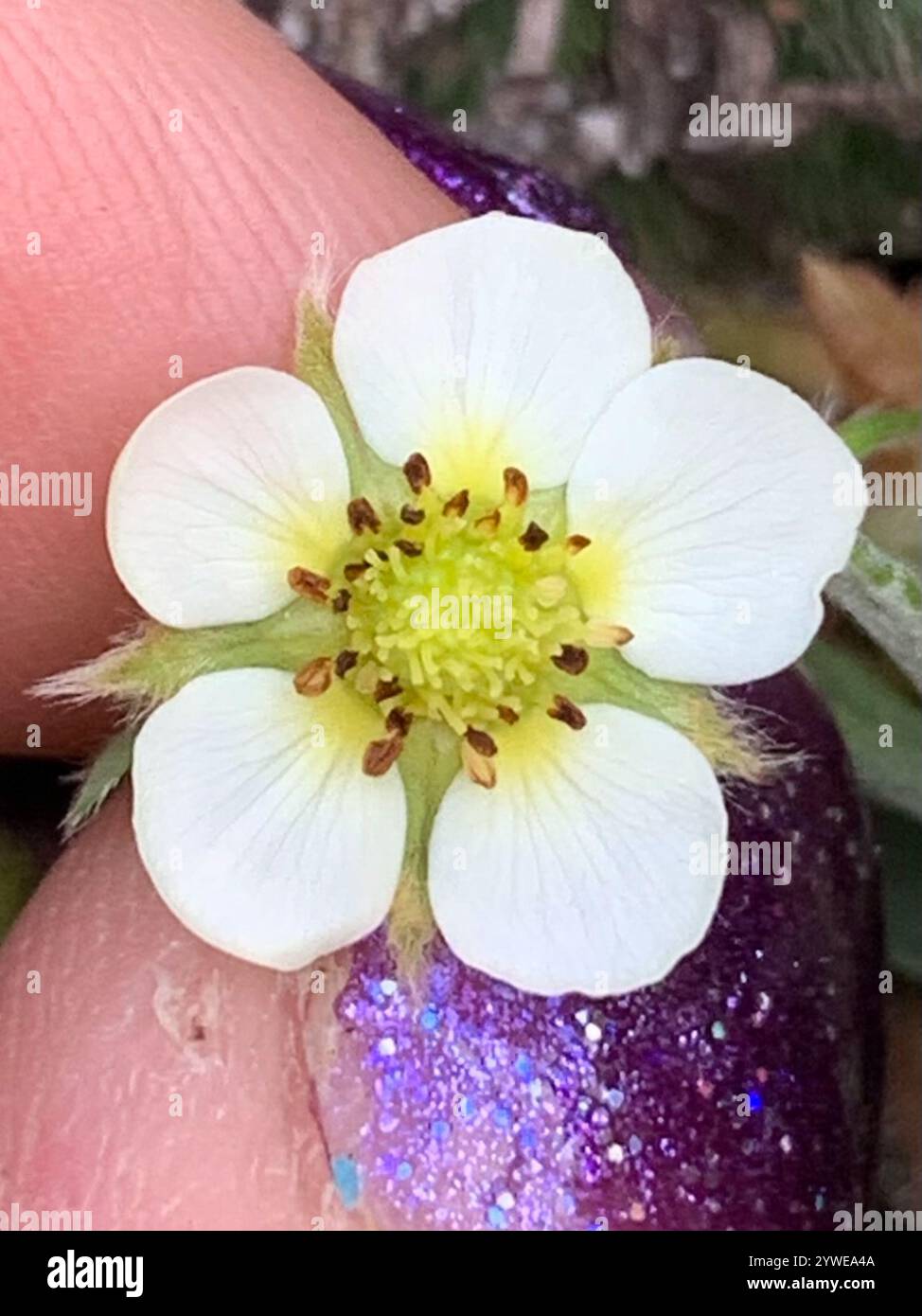 Cascadensis hi-res stock photography and images - Alamy