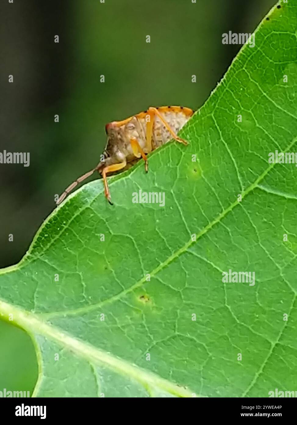 Dendrocoris hi-res stock photography and images - Alamy