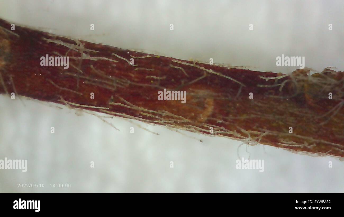 slender pinweed (Lechea tenuifolia Stock Photo - Alamy