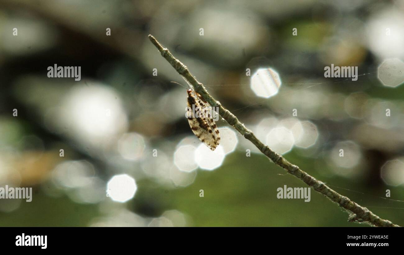 Giant Stream Lacewing (Osmylus fulvicephalus Stock Photo - Alamy