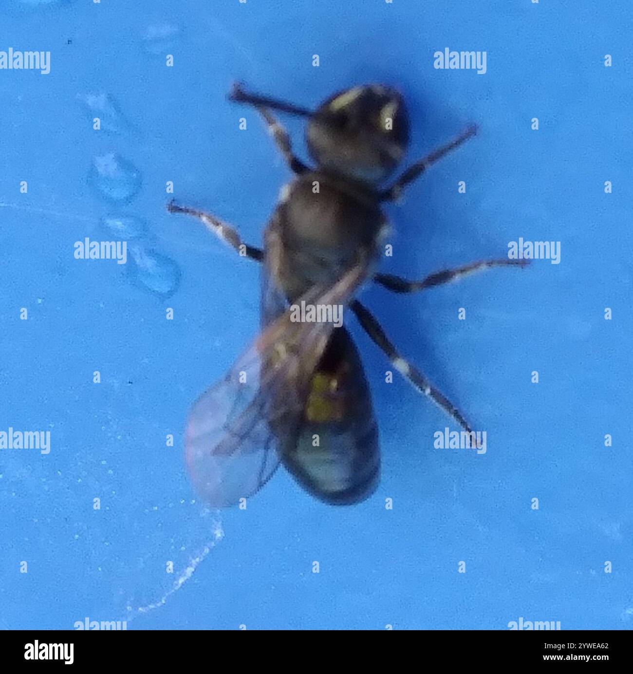 Masked Bees (Hylaeus Stock Photo - Alamy