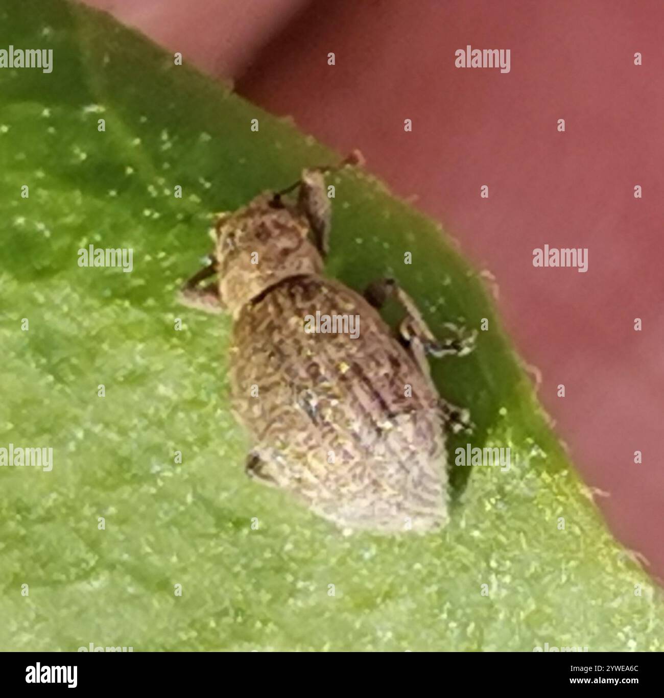 Strawberry Root Weevil (Sciaphilus asperatus Stock Photo - Alamy