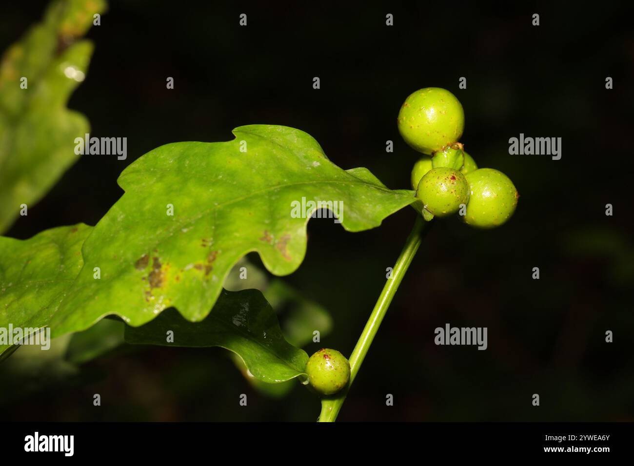 Oak Marble Gall Wasp (Andricus kollari Stock Photo - Alamy