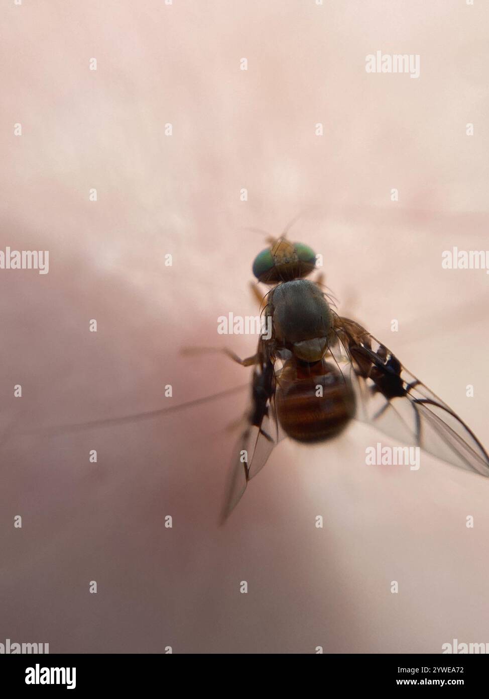 Spectacled Berry Fly (Anomoia purmunda Stock Photo - Alamy