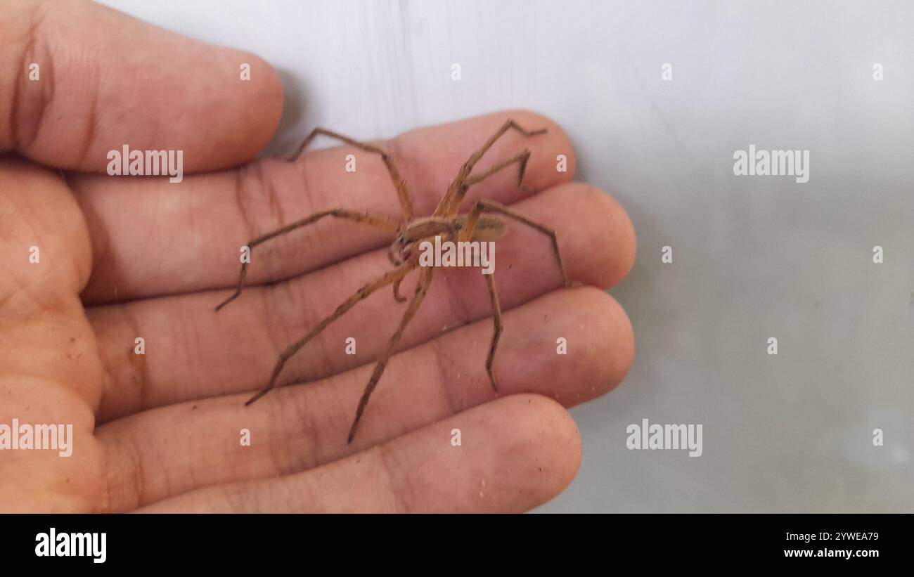 Spot-legged Bromeliad Spider (Cupiennius getazi Stock Photo - Alamy