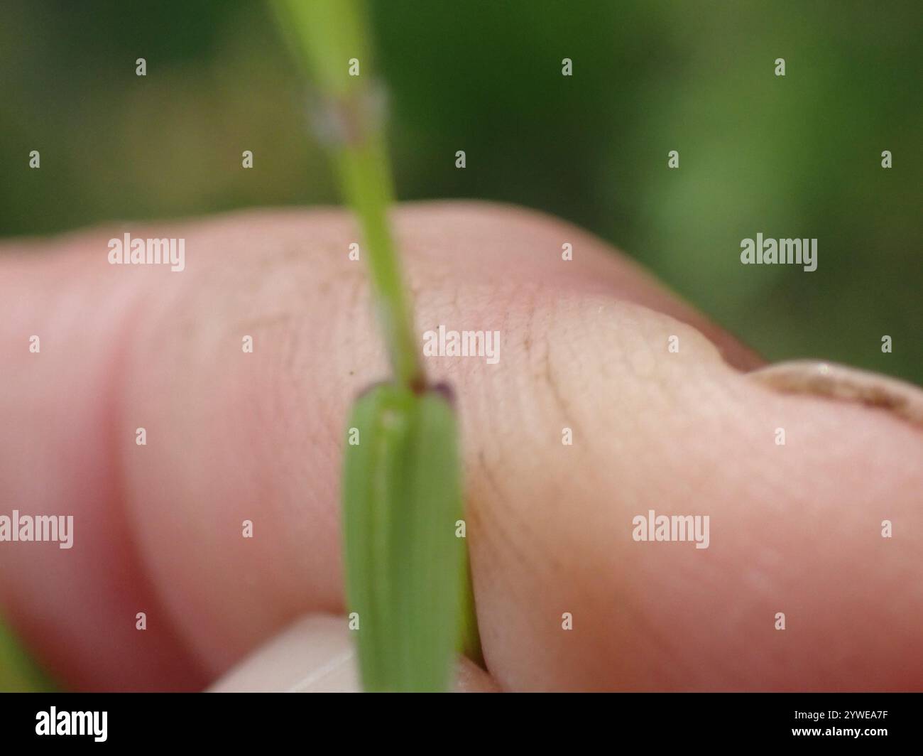 smallflower melicgrass (Melica imperfecta Stock Photo - Alamy