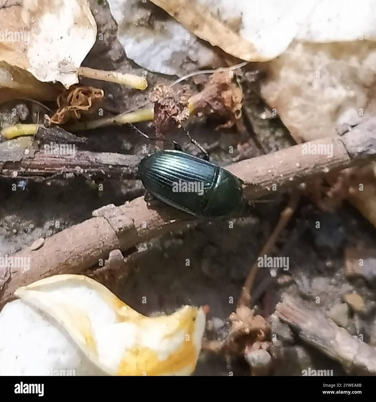 Sun Beetles (Amara Stock Photo - Alamy