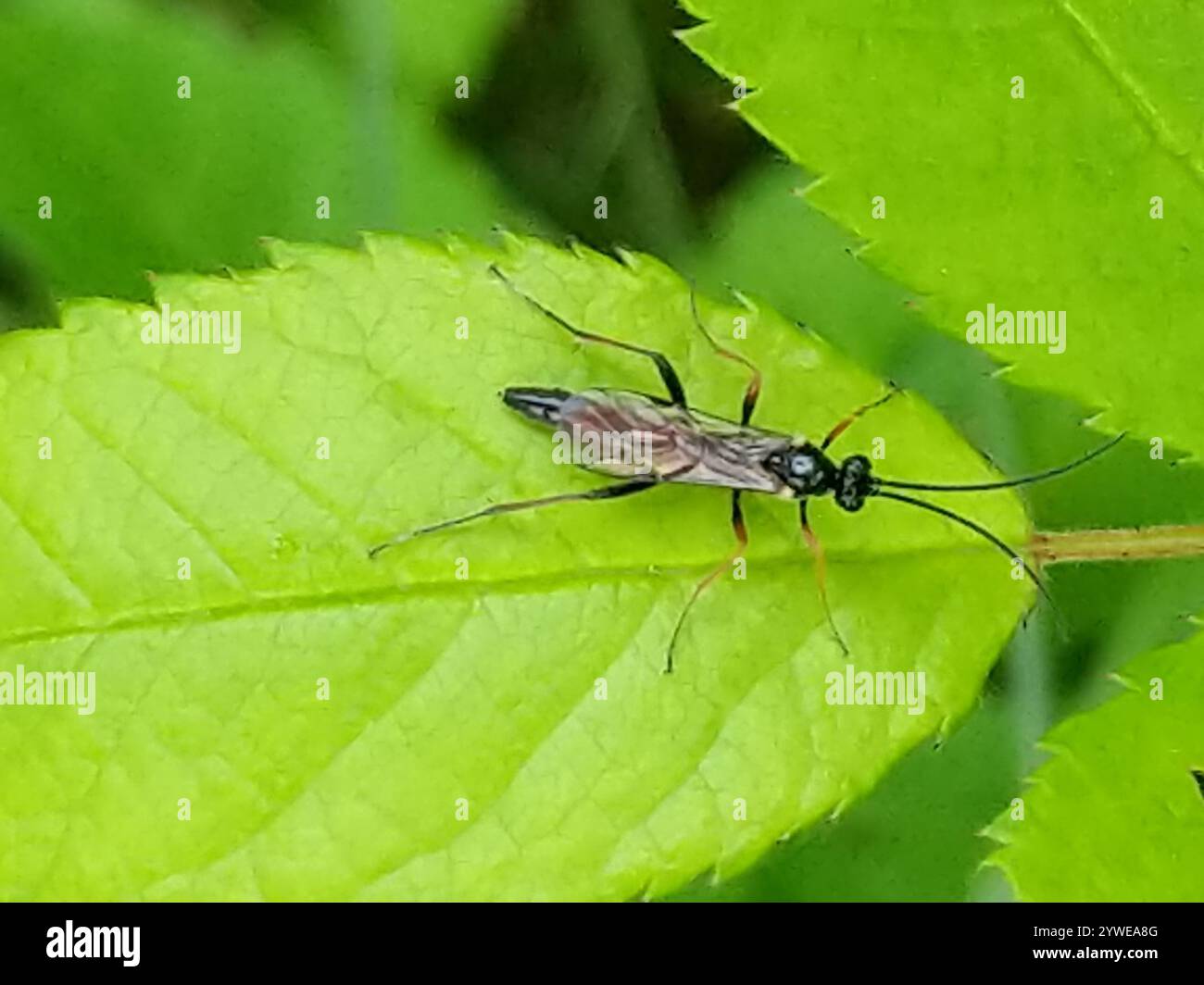 Ichneumonid Wasps (Ichneumonidae Stock Photo - Alamy