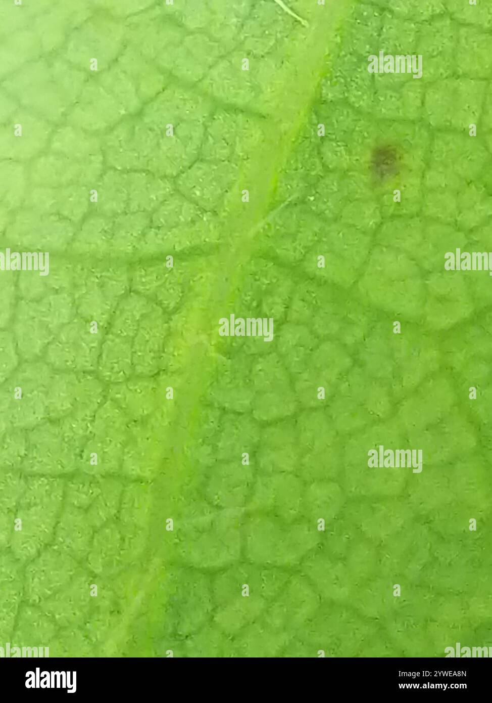 swamp white oak (Quercus bicolor Stock Photo - Alamy