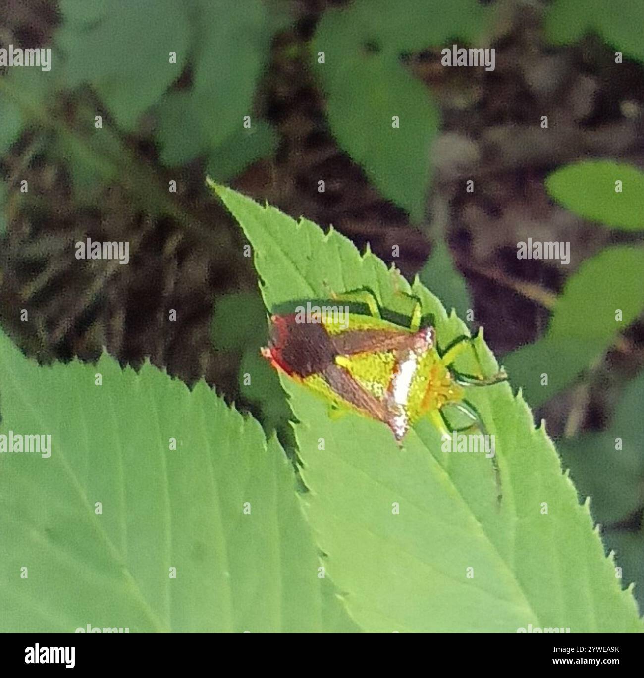 Hawthorn Shield Bug (Acanthosoma haemorrhoidale Stock Photo - Alamy