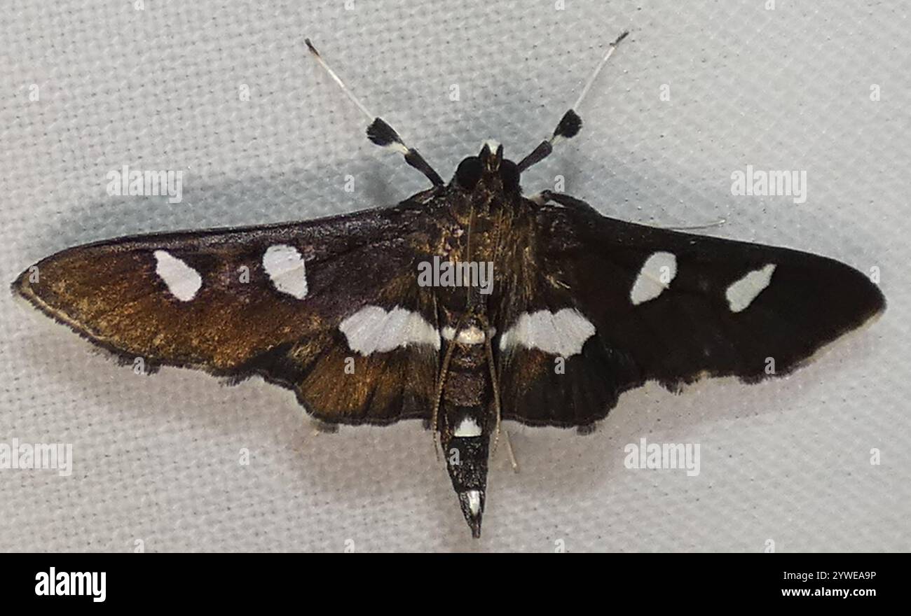 Grape Leaffolder Moth (Desmia funeralis Stock Photo - Alamy