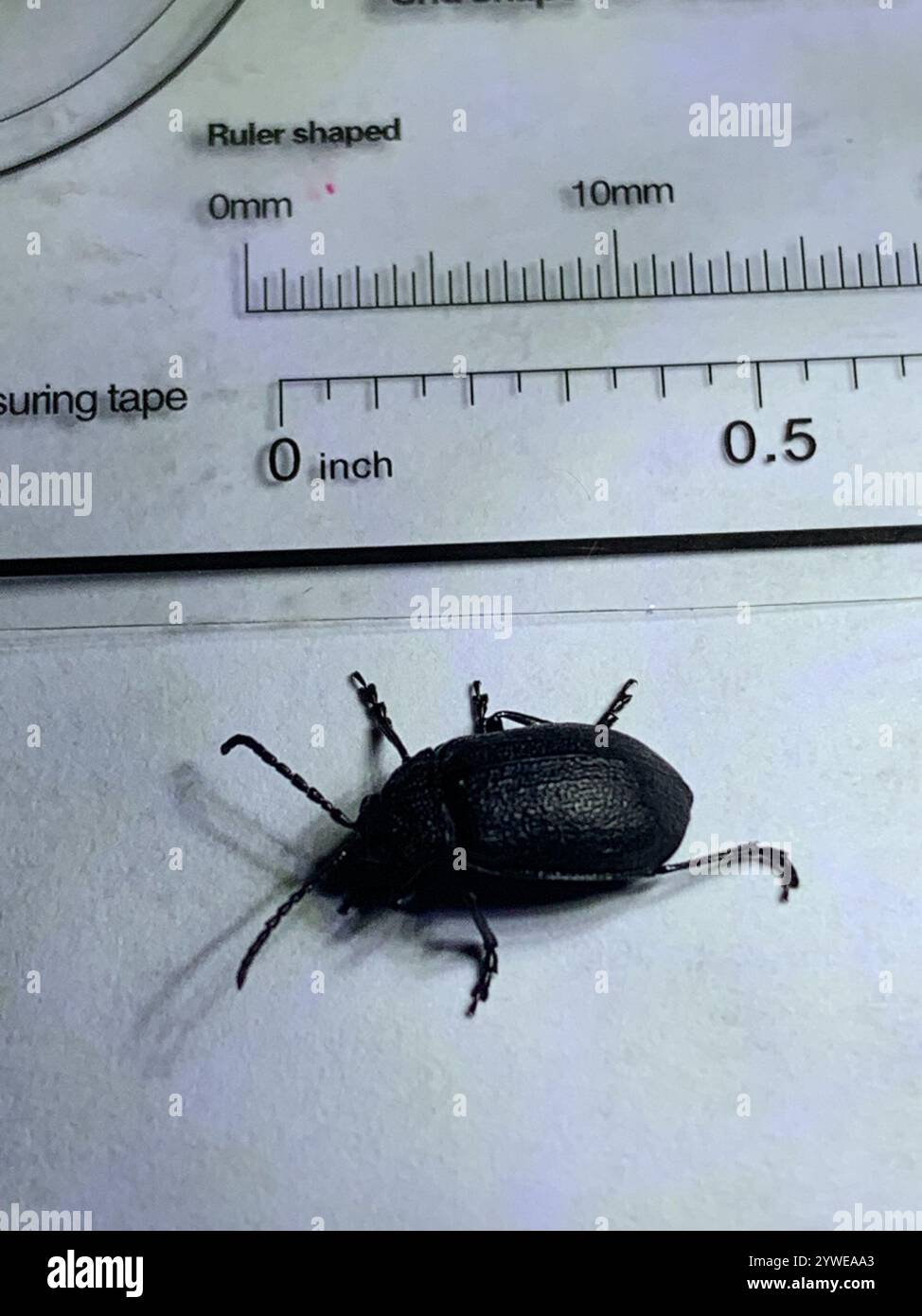 black-punctured leaf beetle (Galeruca tanaceti Stock Photo - Alamy